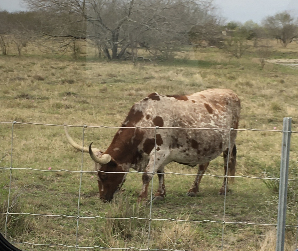 Touring the King Ranch | RV State Trekking
