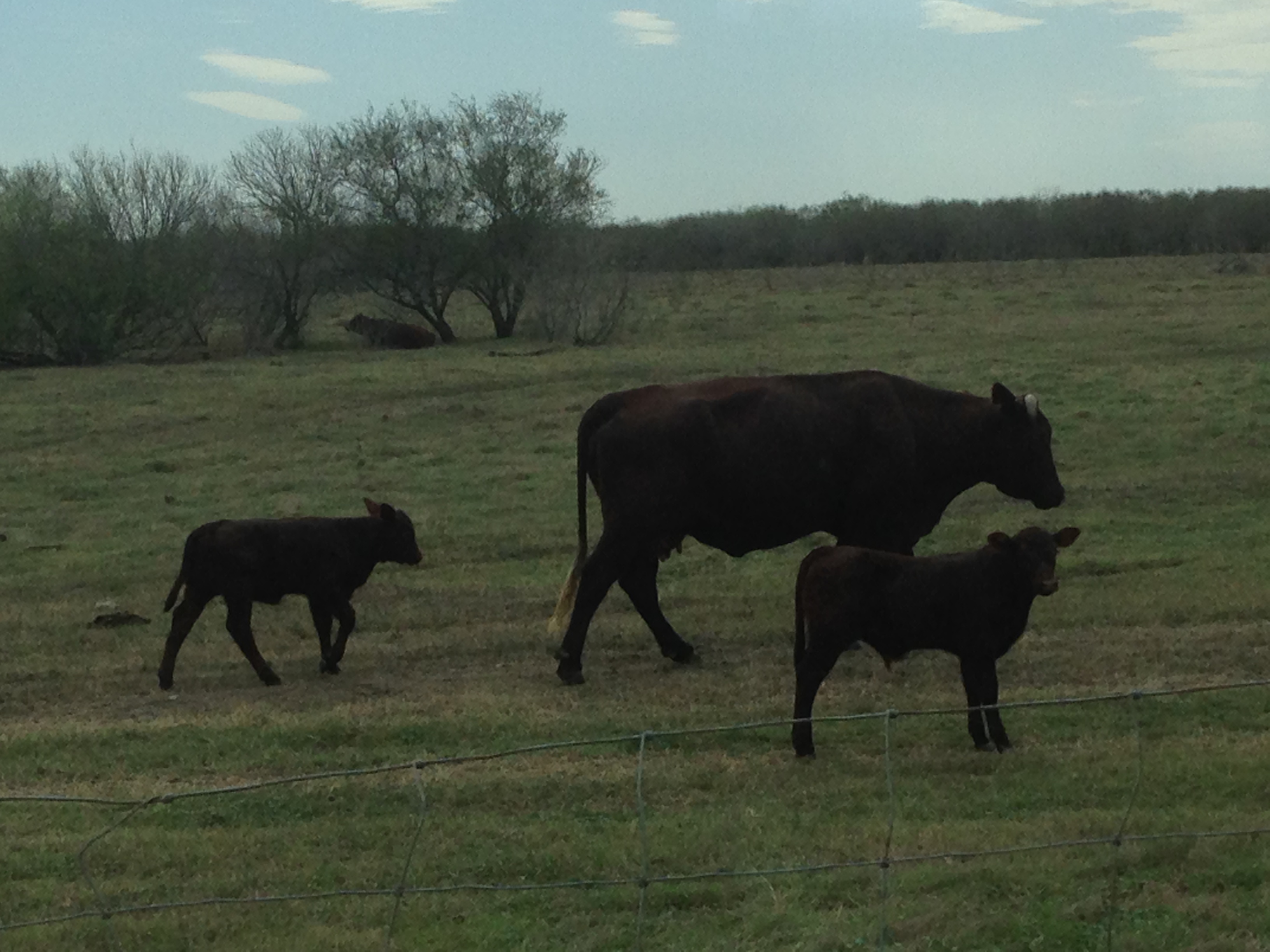 Touring the King Ranch | RV State Trekking